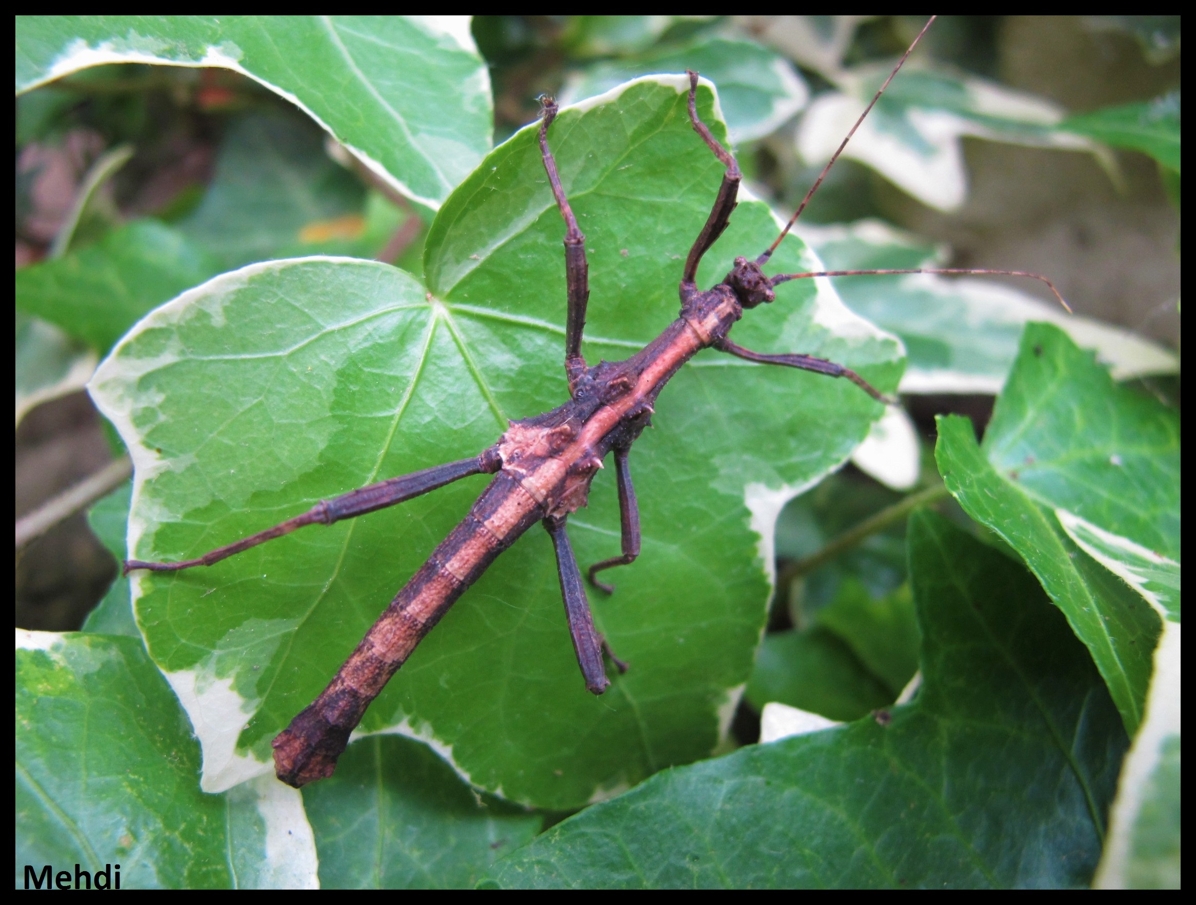 img_3736 – Phasmes & Cie