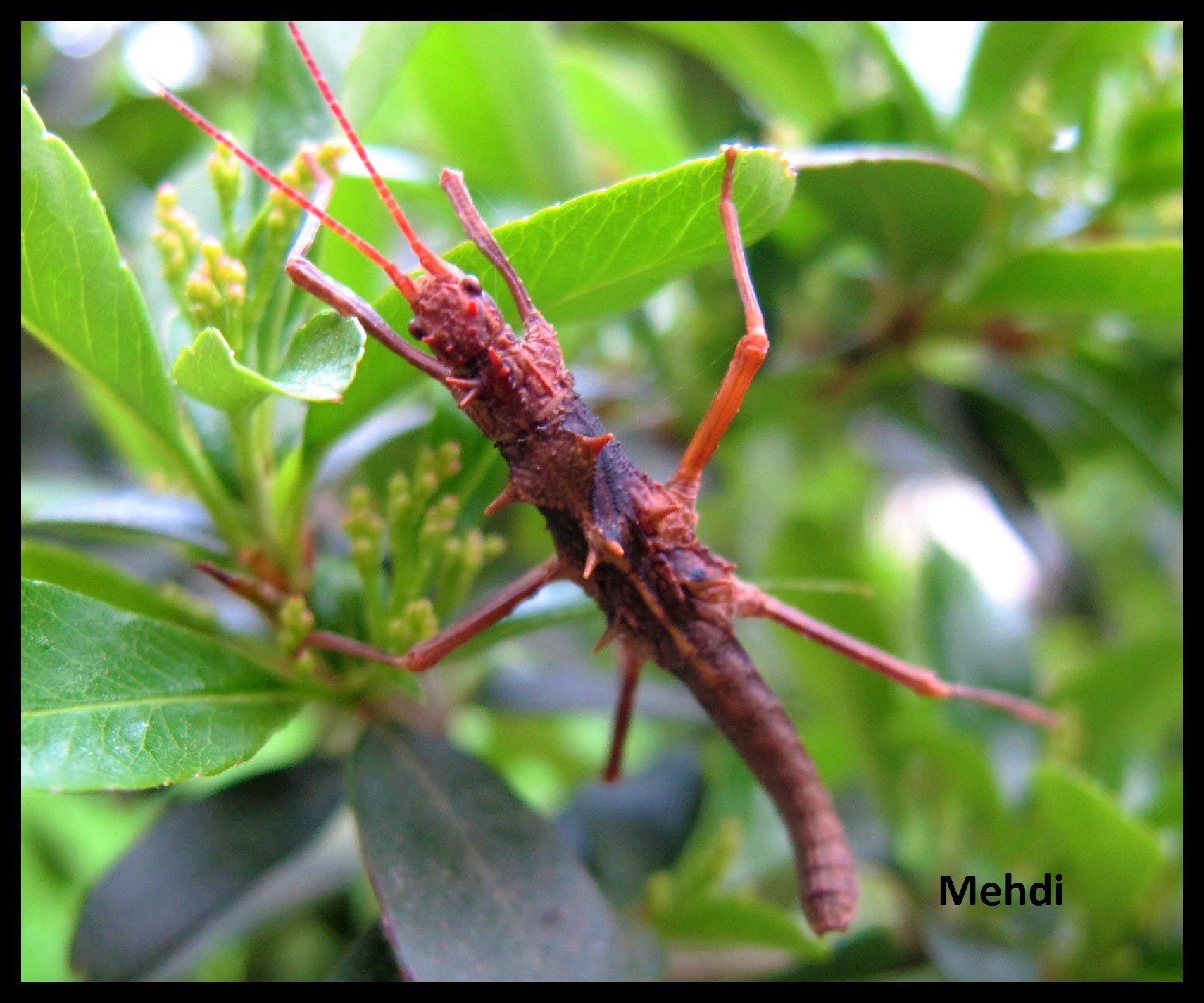 img_1523 – Phasmes & Cie