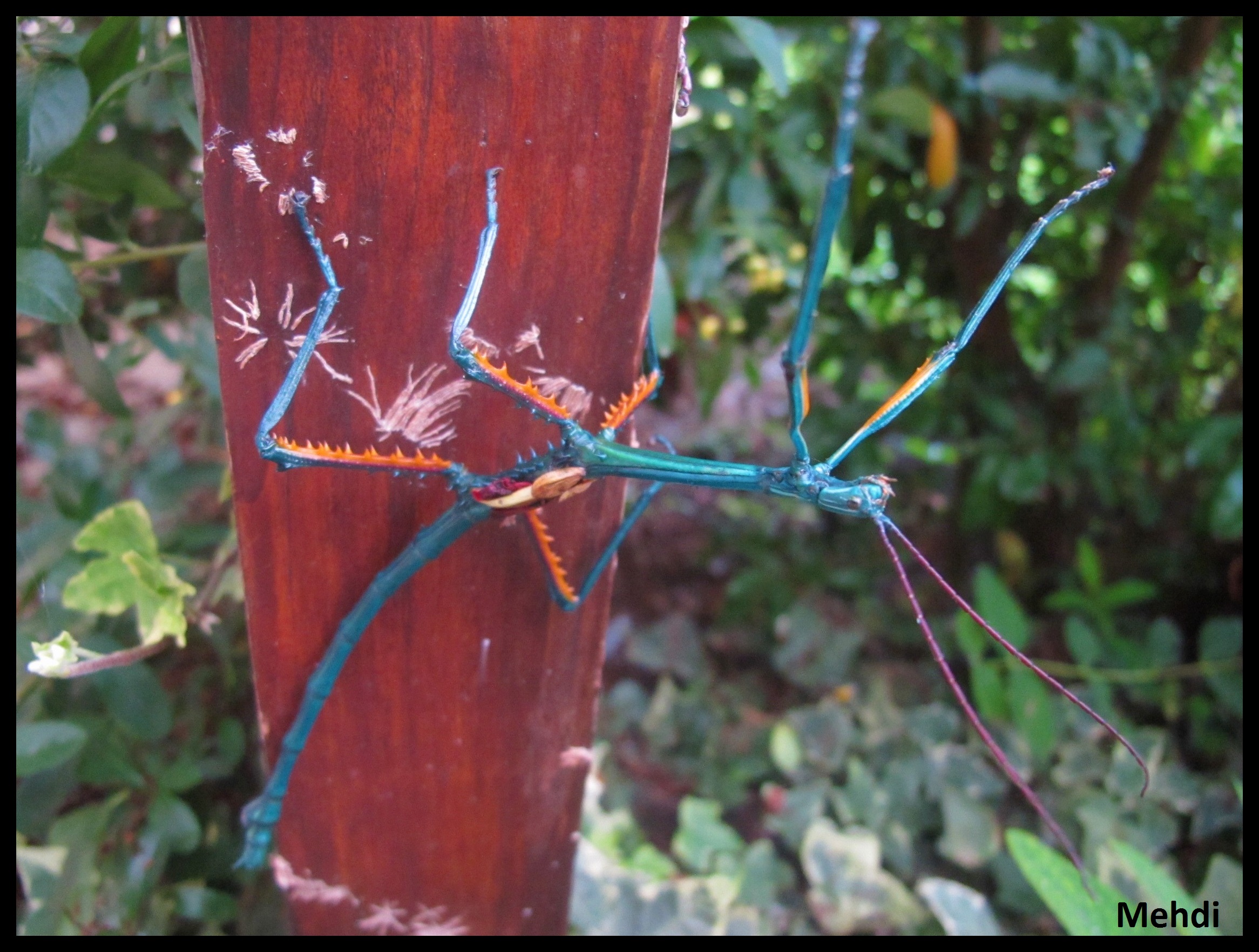 Achrioptera fallax – Phasmes & Cie