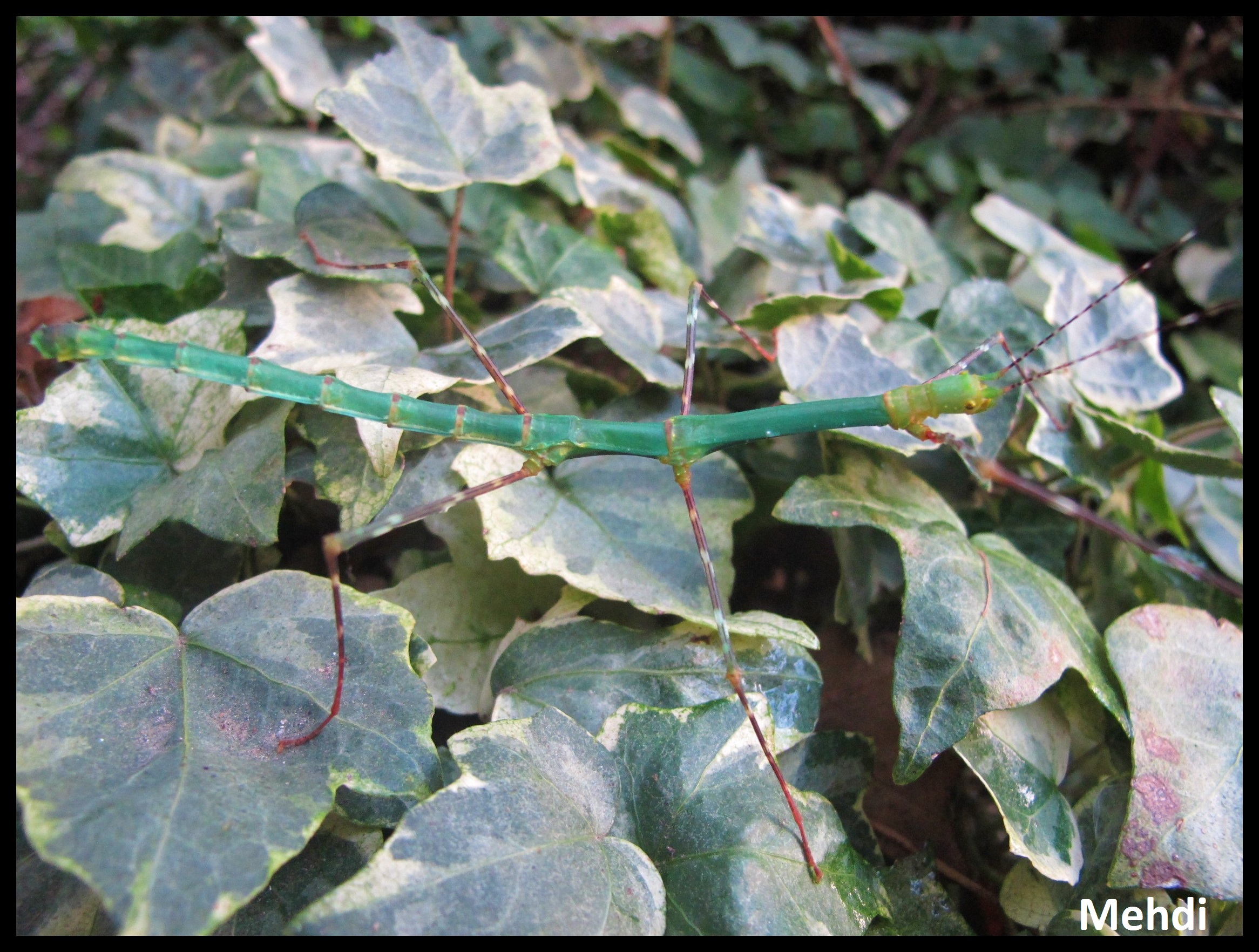 img_3393 – Phasmes & Cie