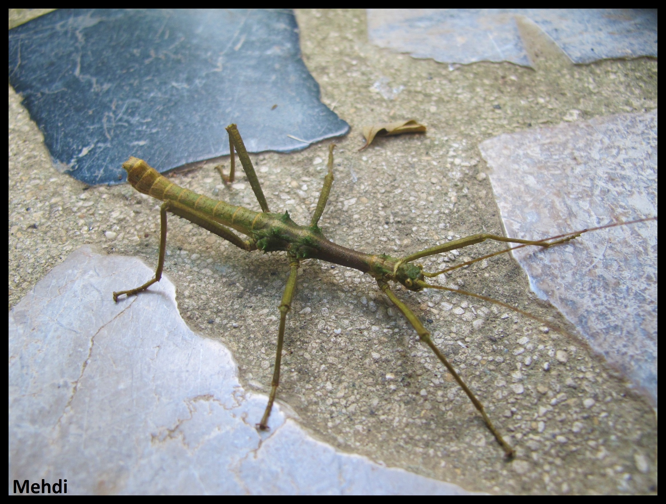 img_6414 – Phasmes & Cie