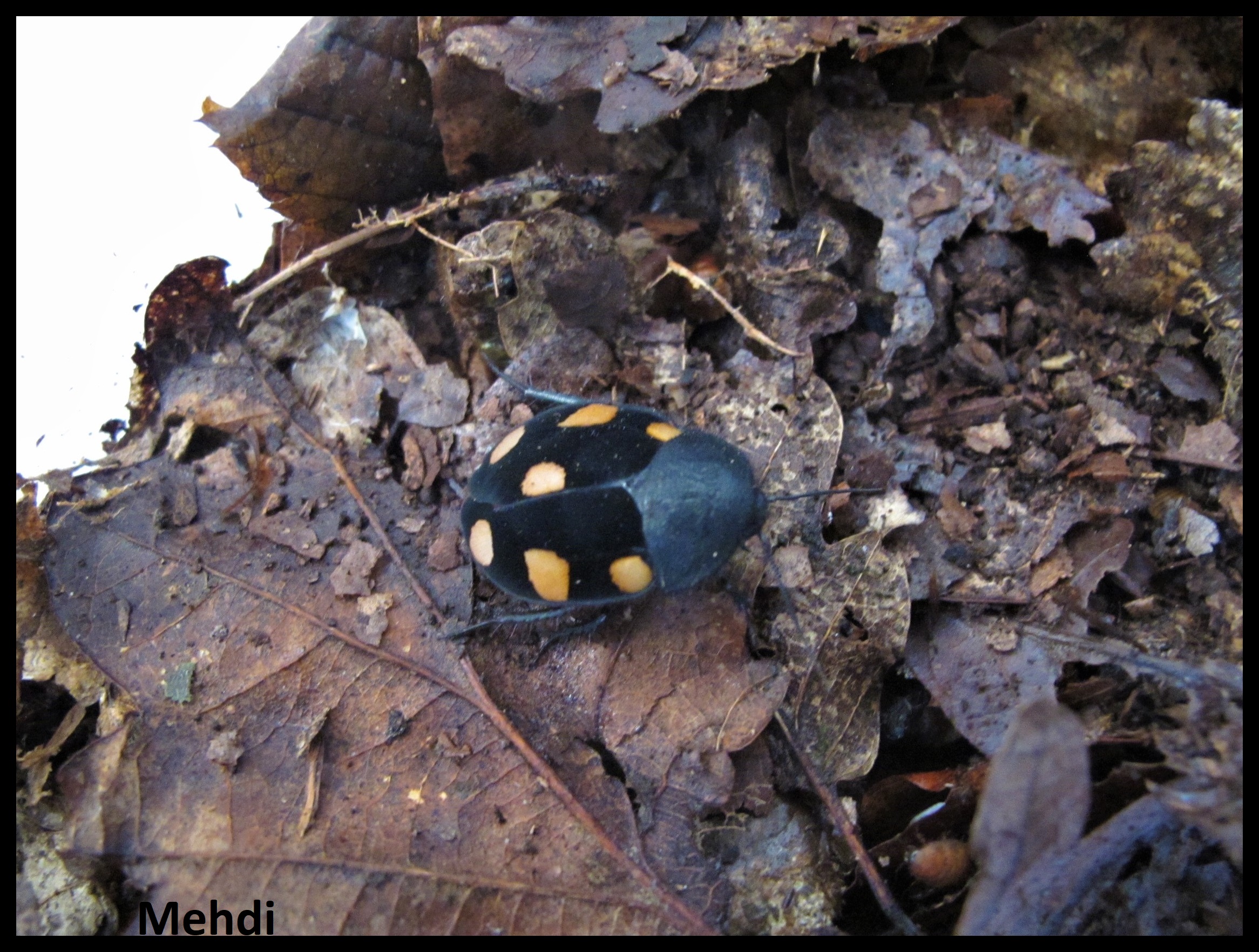 Therea regularis (Inde) – Phasmes & Cie