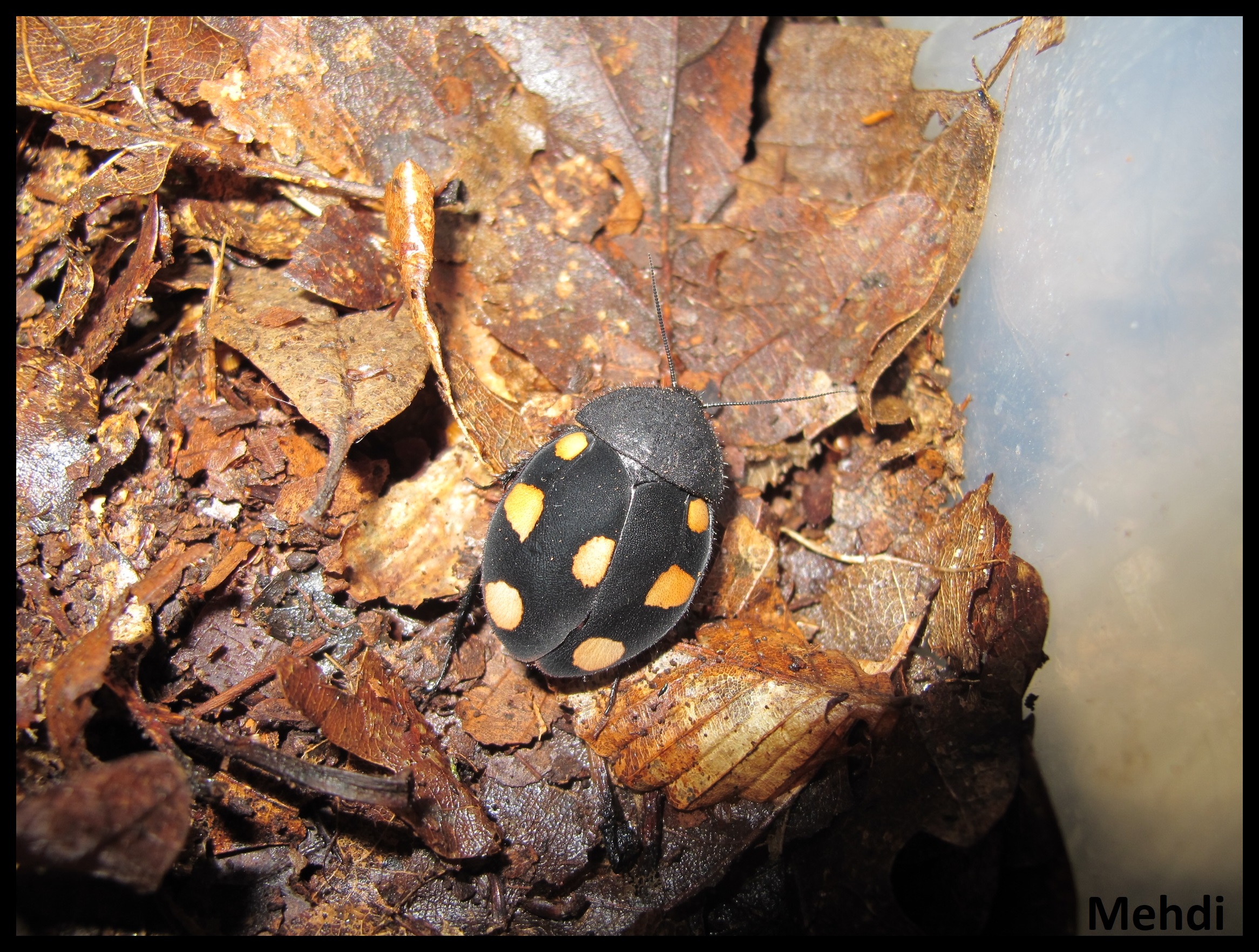 Therea regularis (Inde) – Phasmes & Cie