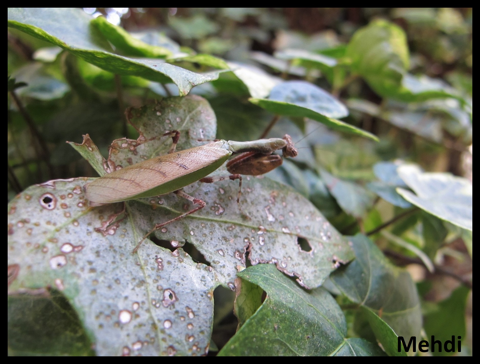 Acromantis japonica (Japon) – Phasmes & Cie