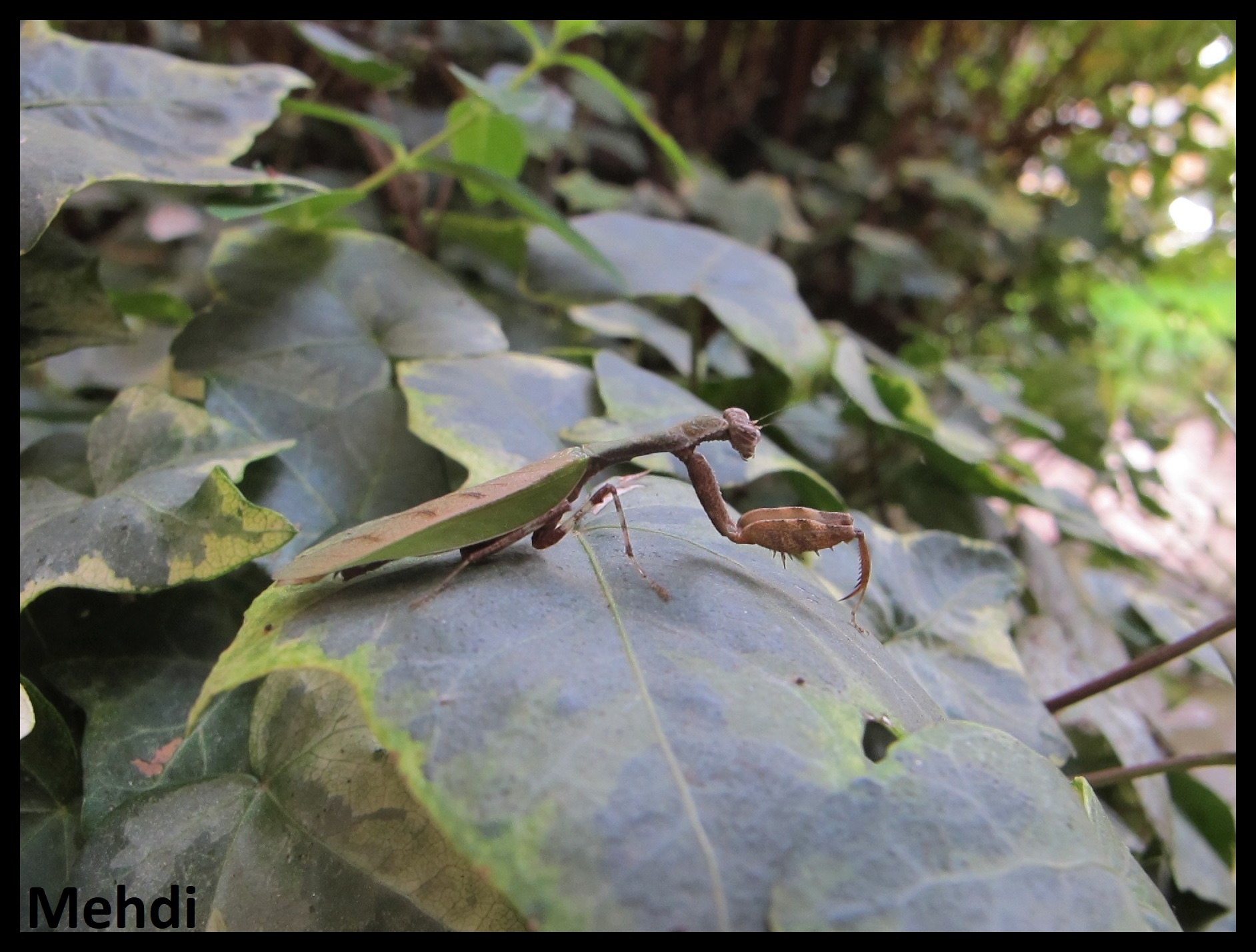 Acromantis japonica (Japon) – Phasmes & Cie