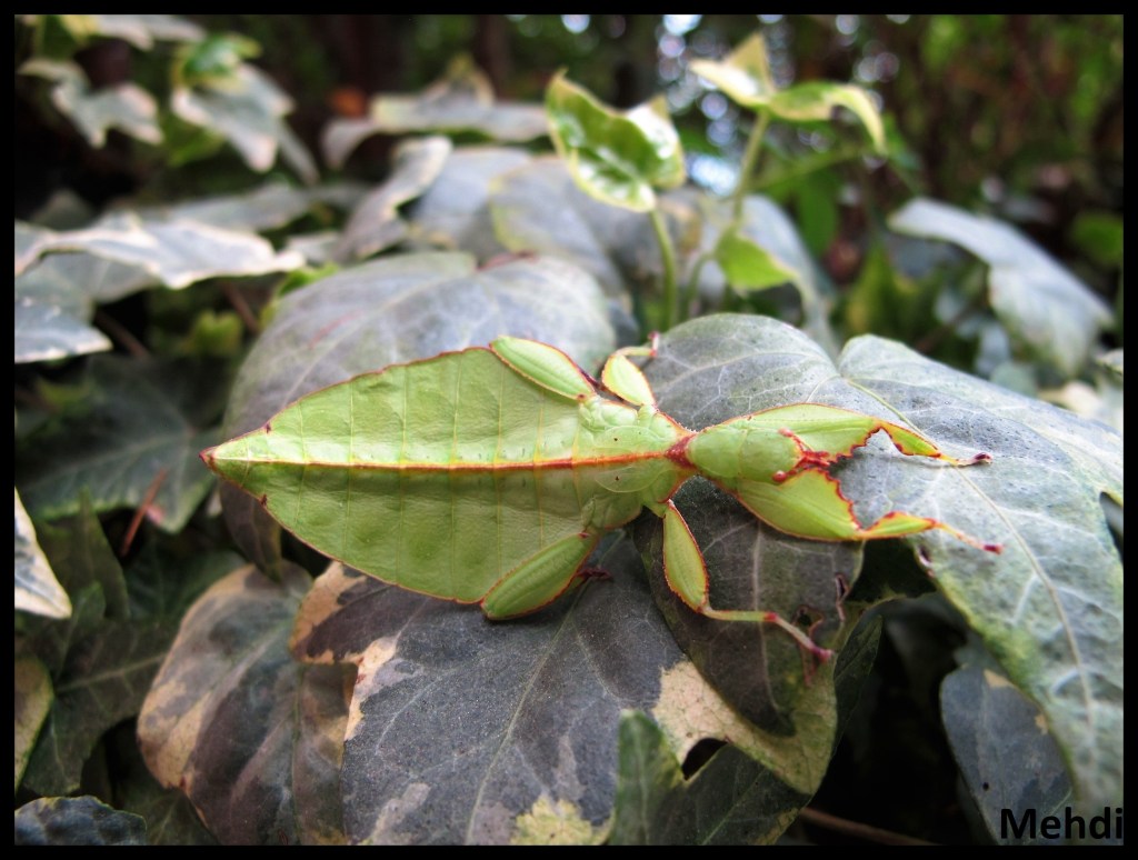 Phyllium rubrum « Tapah » (Malaisie) – Phasmes & Cie