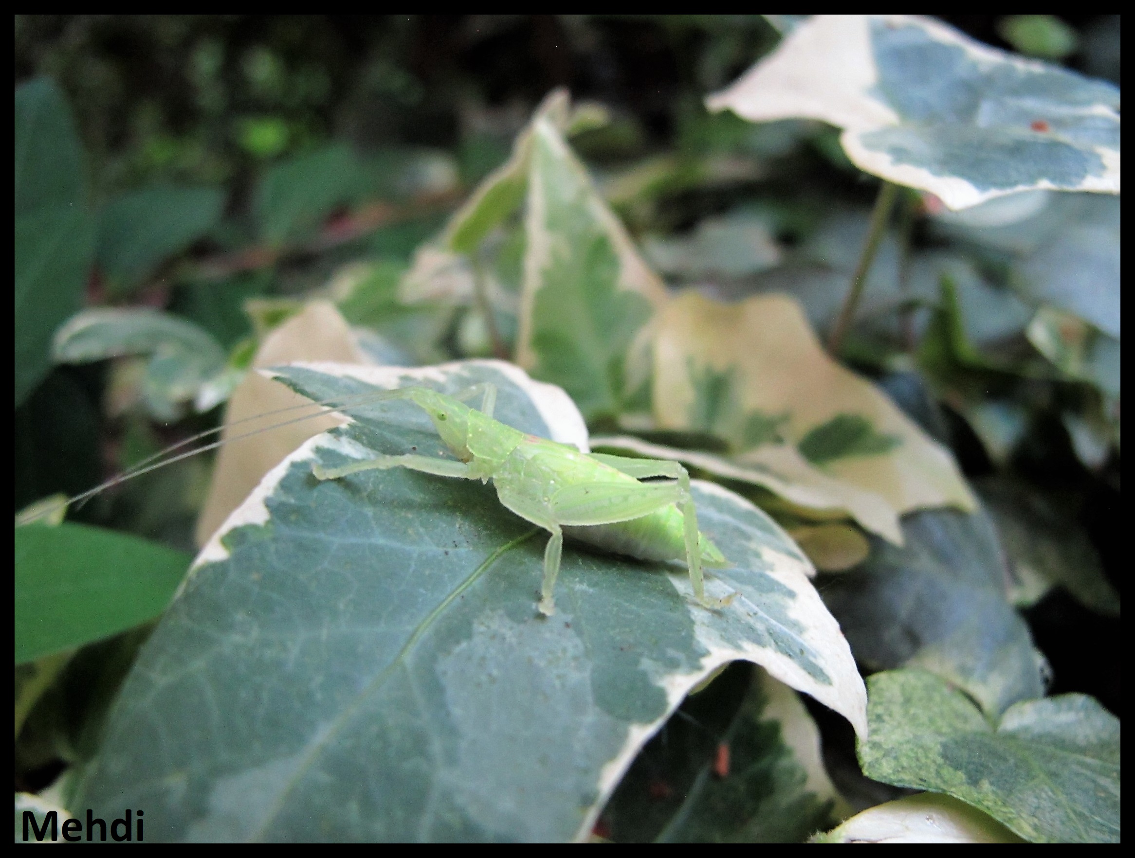 Phyllomimus sp « Khao Sok » (Thaïlande) – Phasmes & Cie