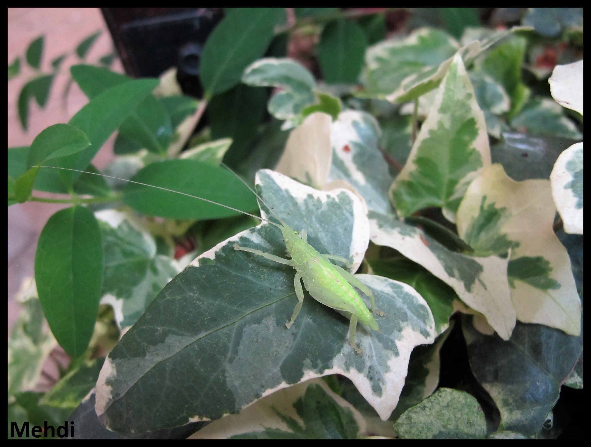 Phyllomimus sp « Khao Sok » (Thaïlande) – Phasmes & Cie