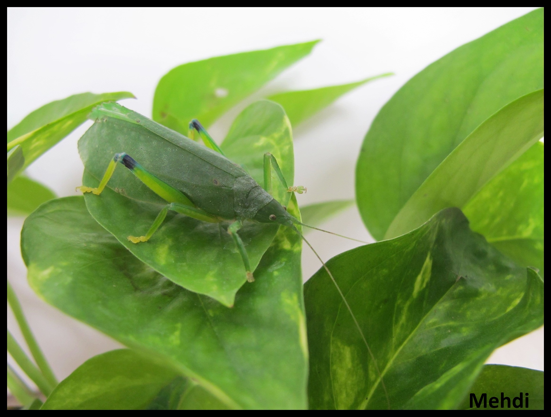 Phyllomimus sp « Khao Sok » (Thaïlande) – Phasmes & Cie