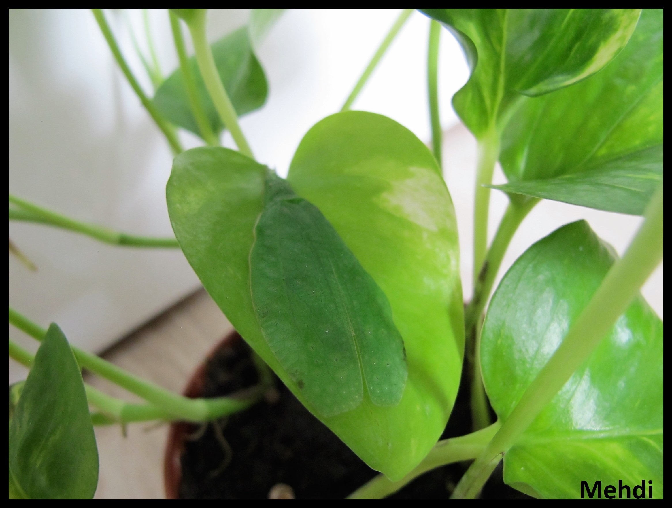 Phyllomimus sp « Khao Sok » (Thaïlande) – Phasmes & Cie