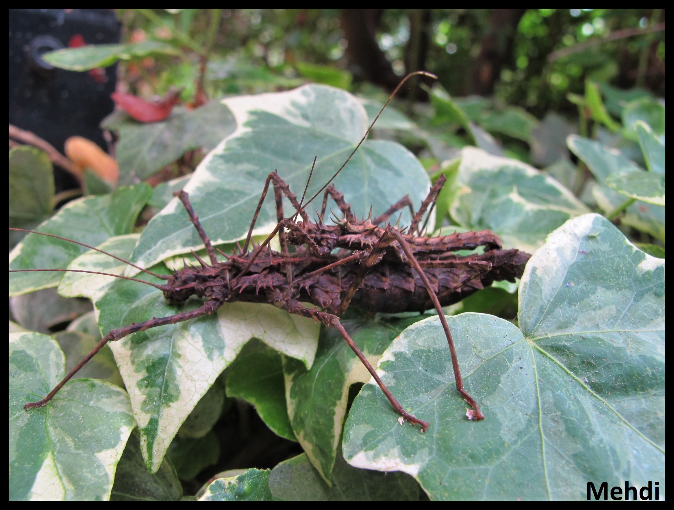 Brockphasma spinifemoralis « Bach Ma » P.S.G. N° 368 (Vietnam) – Phasmes & Cie