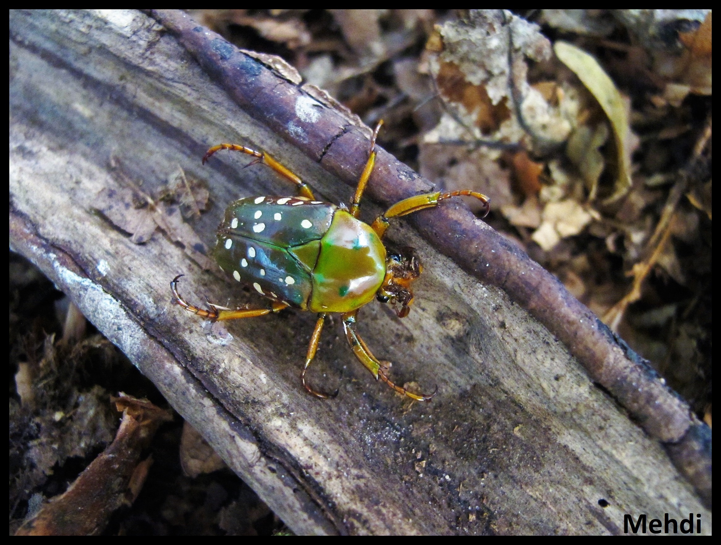 Stephanorrhina princeps (Afrique) – Phasmes & Cie