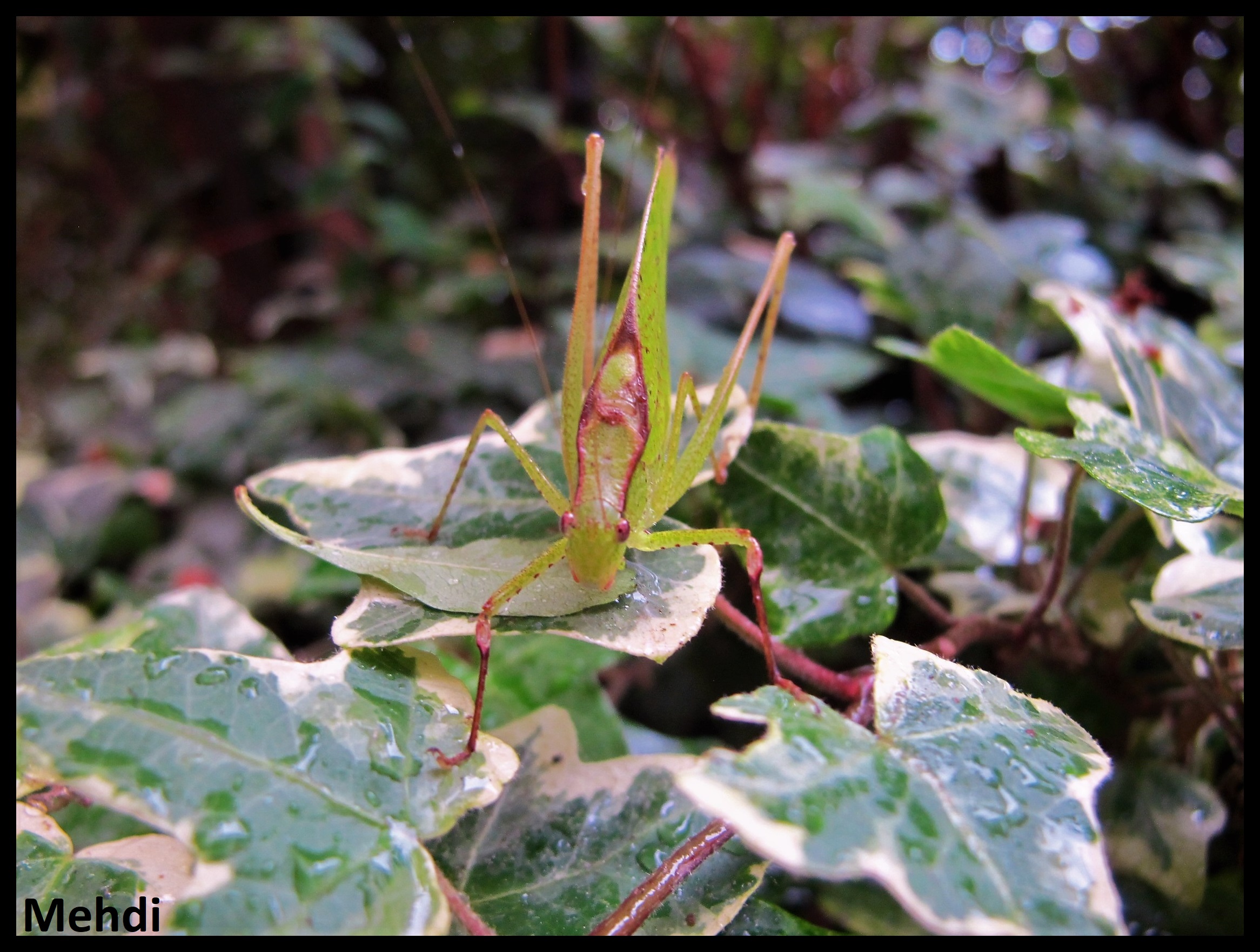 Orophus tesselatus (Costa-Rica) – Phasmes & Cie