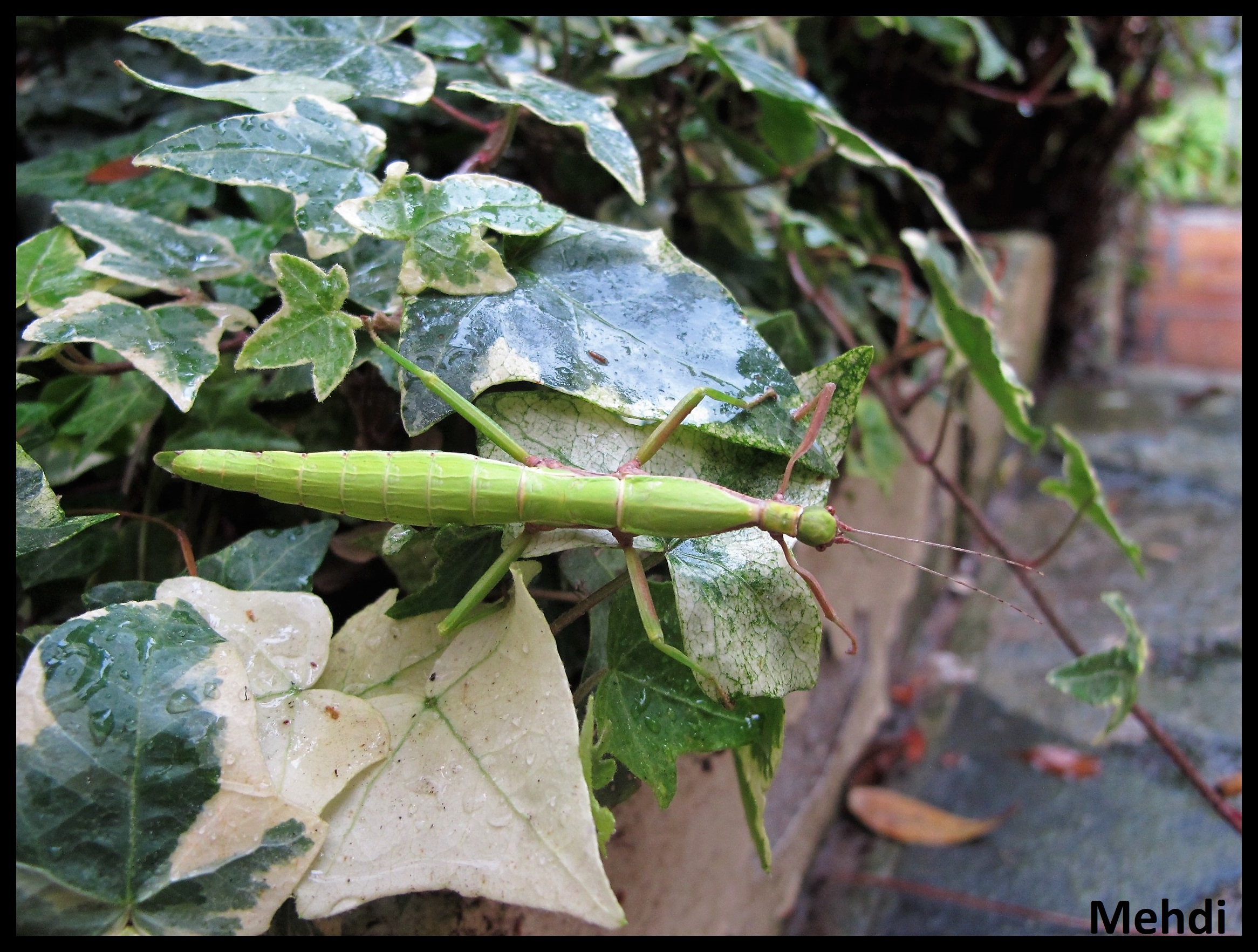 Venupherodes venustula P.S.G. N° 283 (Cuba) – Phasmes & Cie