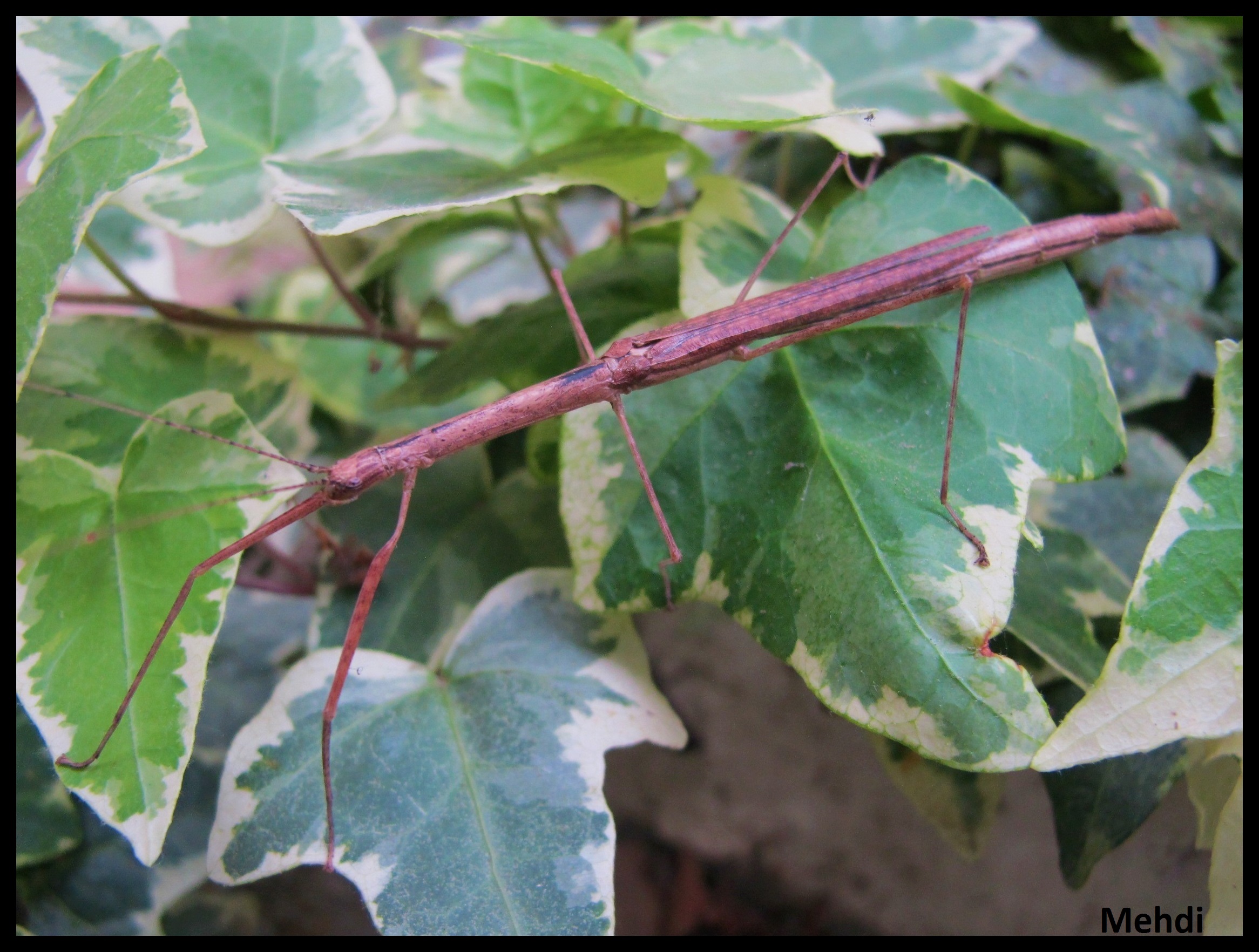Asystata sp « Quezon National Park » (Philippines) – Phasmes & Cie