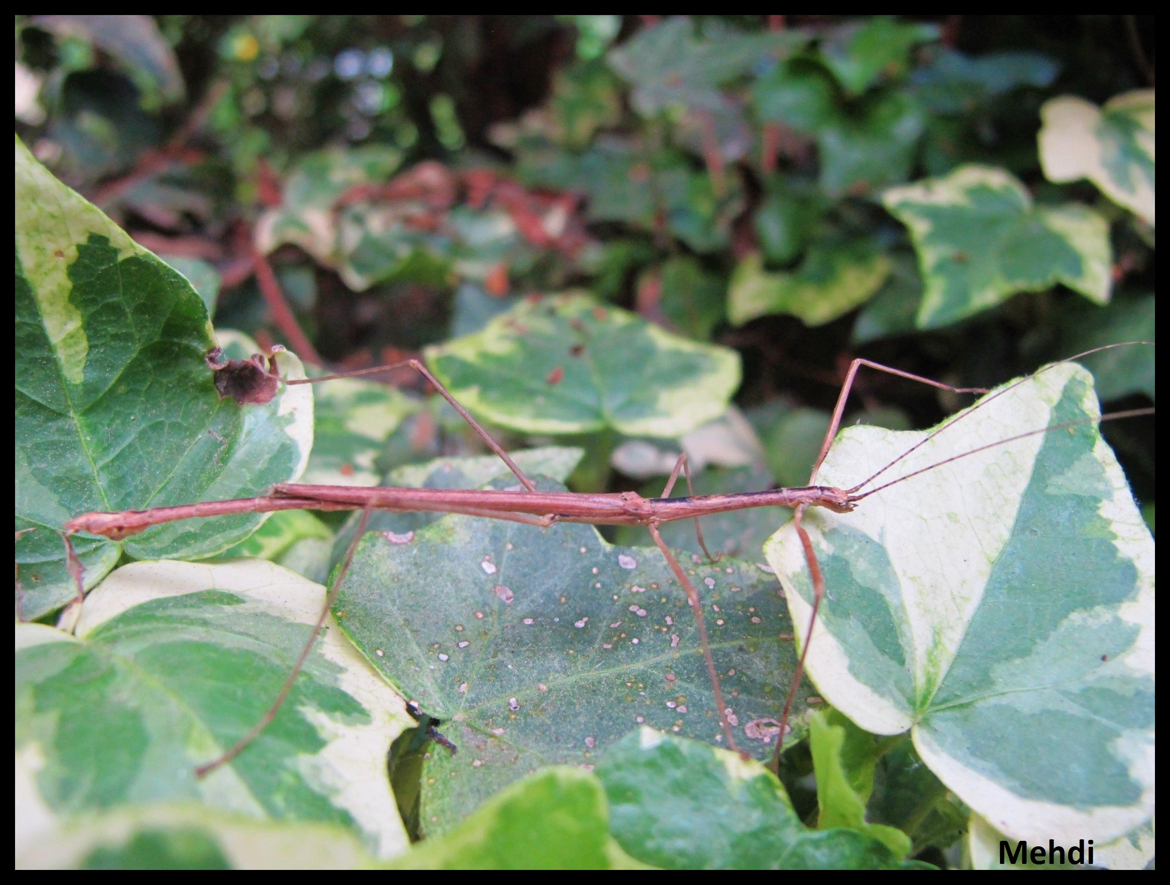 Asystata sp « Quezon National Park » (Philippines) – Phasmes & Cie