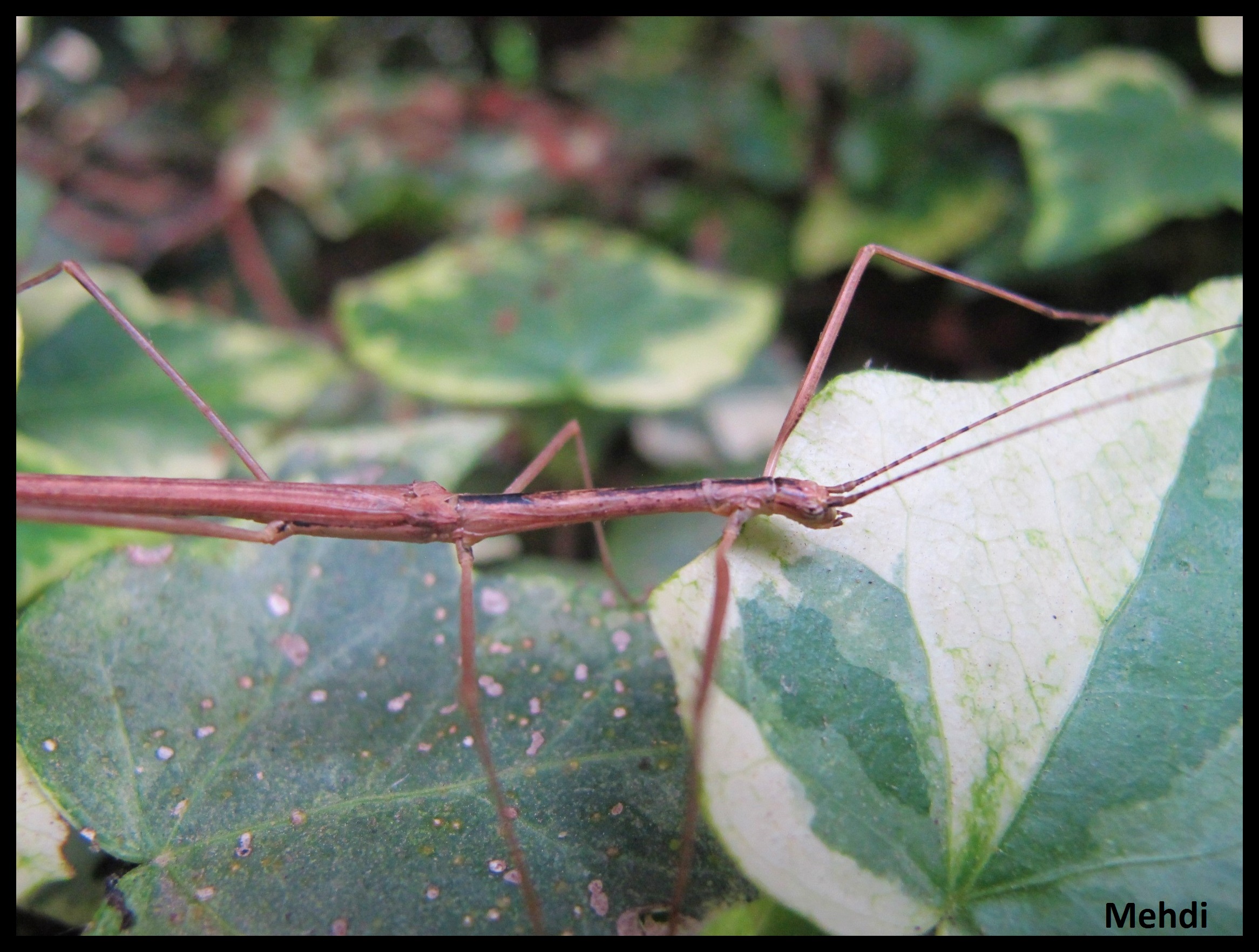Asystata sp « Quezon National Park » (Philippines) – Phasmes & Cie