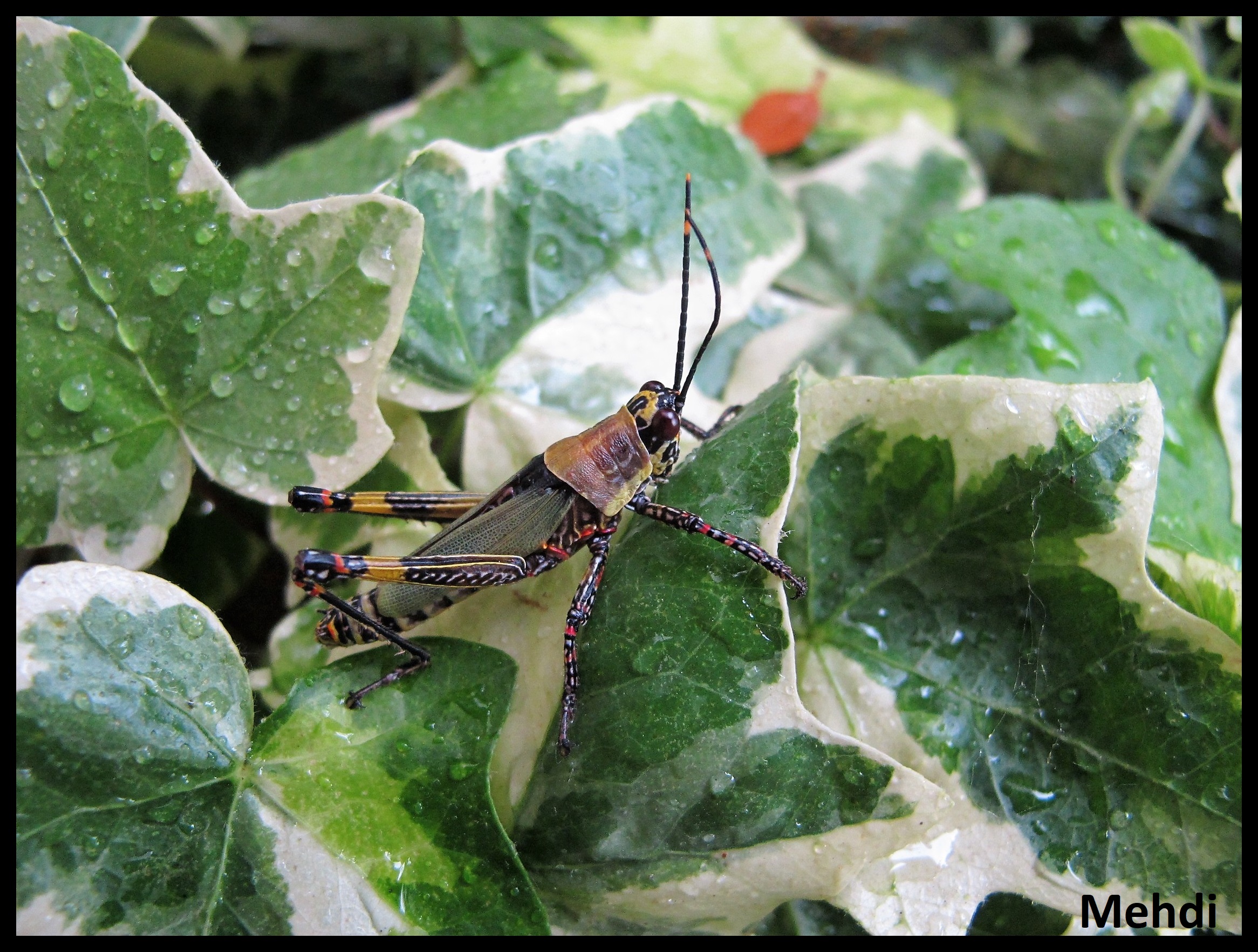 Zonocerus variegatus (Afrique de l’ouest) – Phasmes & Cie