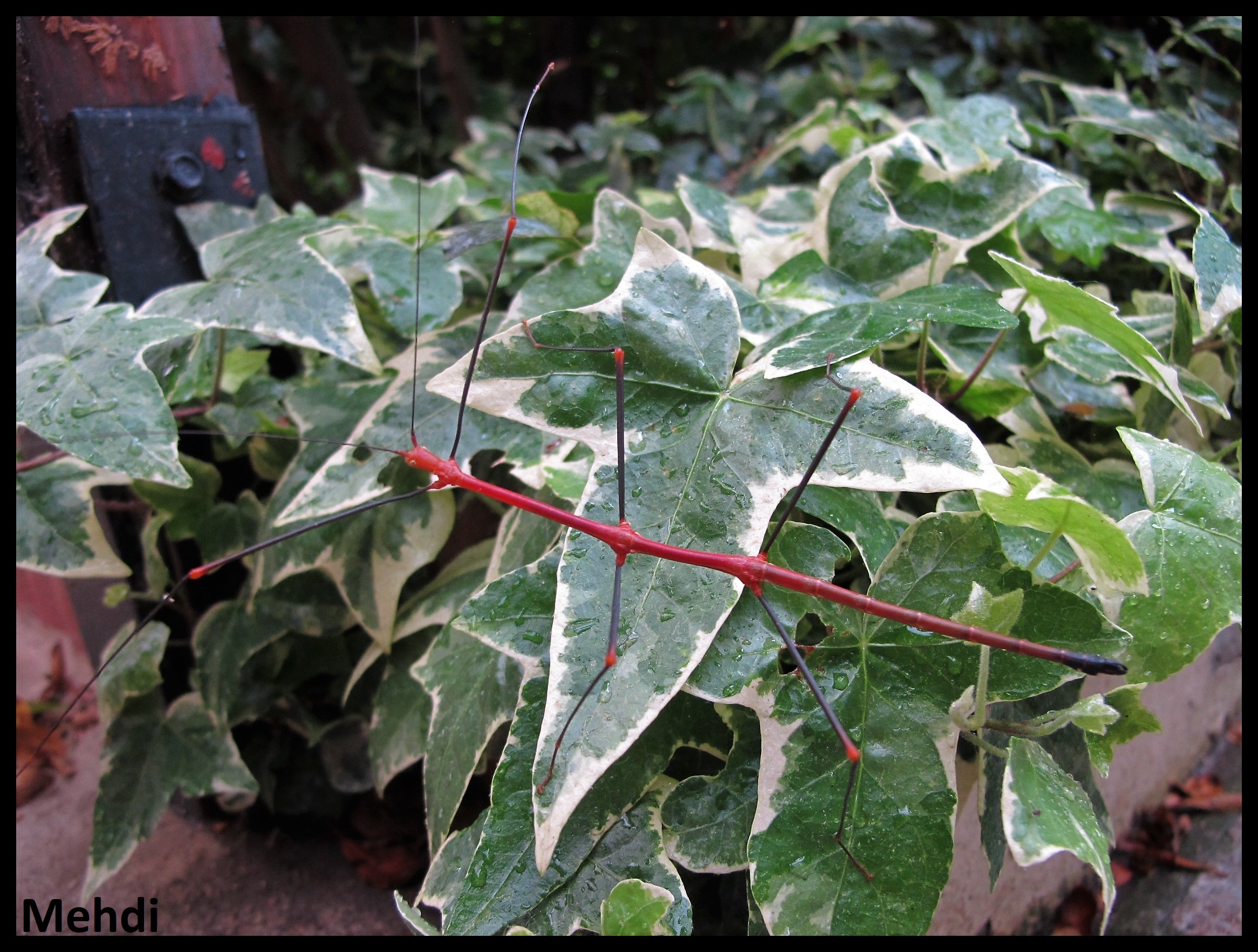 Lonchodiodes sp « Ilocos » (Philippines) – Phasmes & Cie