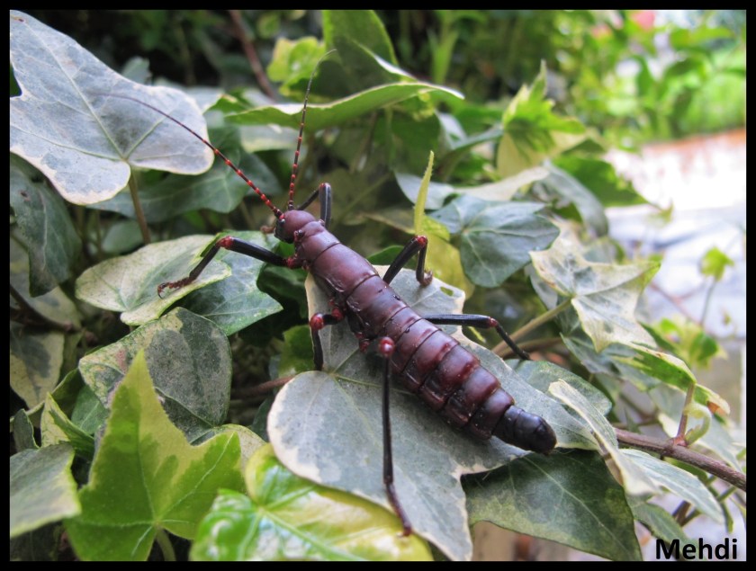 Autolyca herculeana « Tegucigalpa » (Honduras) – Phasmes & Cie