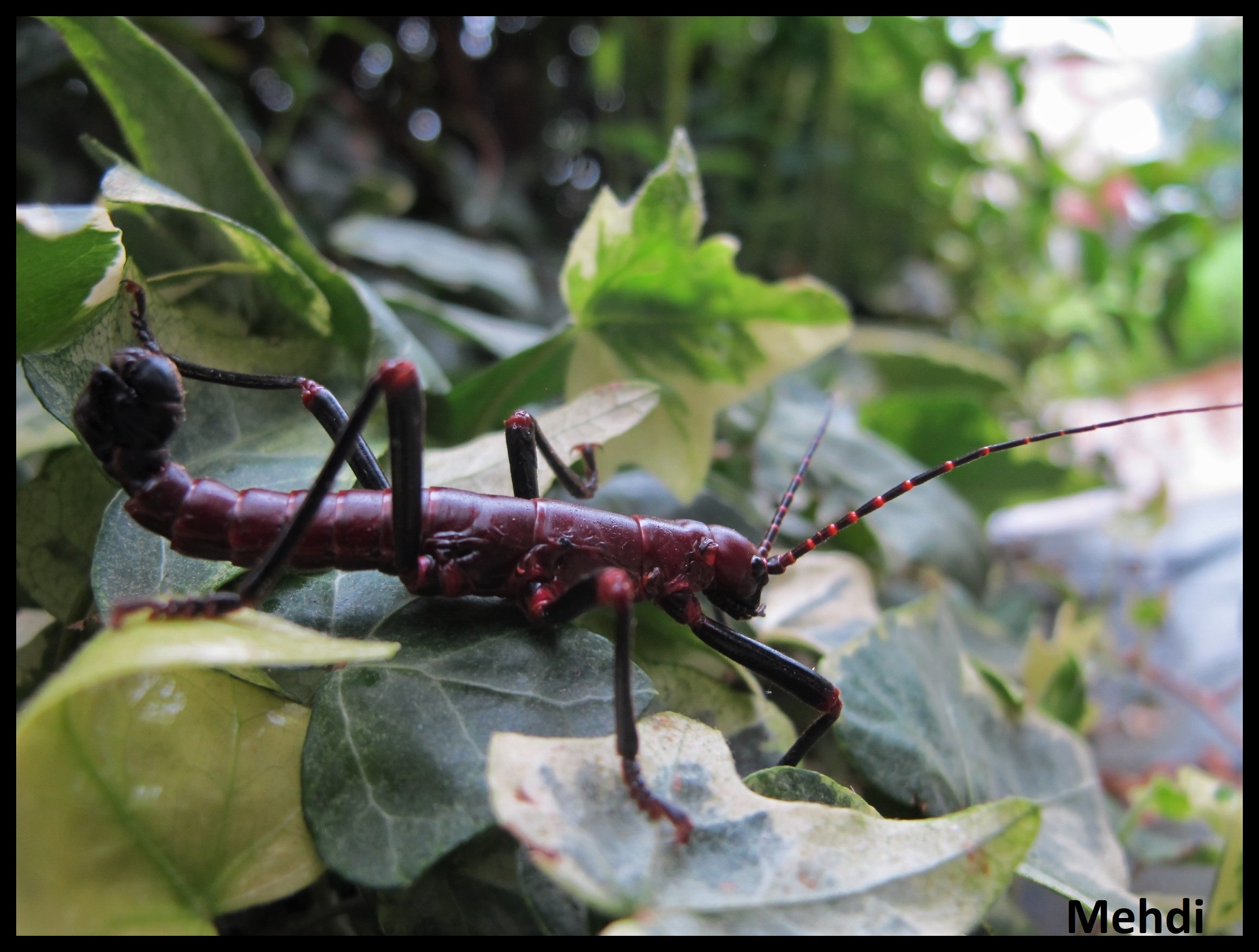 Autolyca herculeana « Tegucigalpa » (Honduras) – Phasmes & Cie