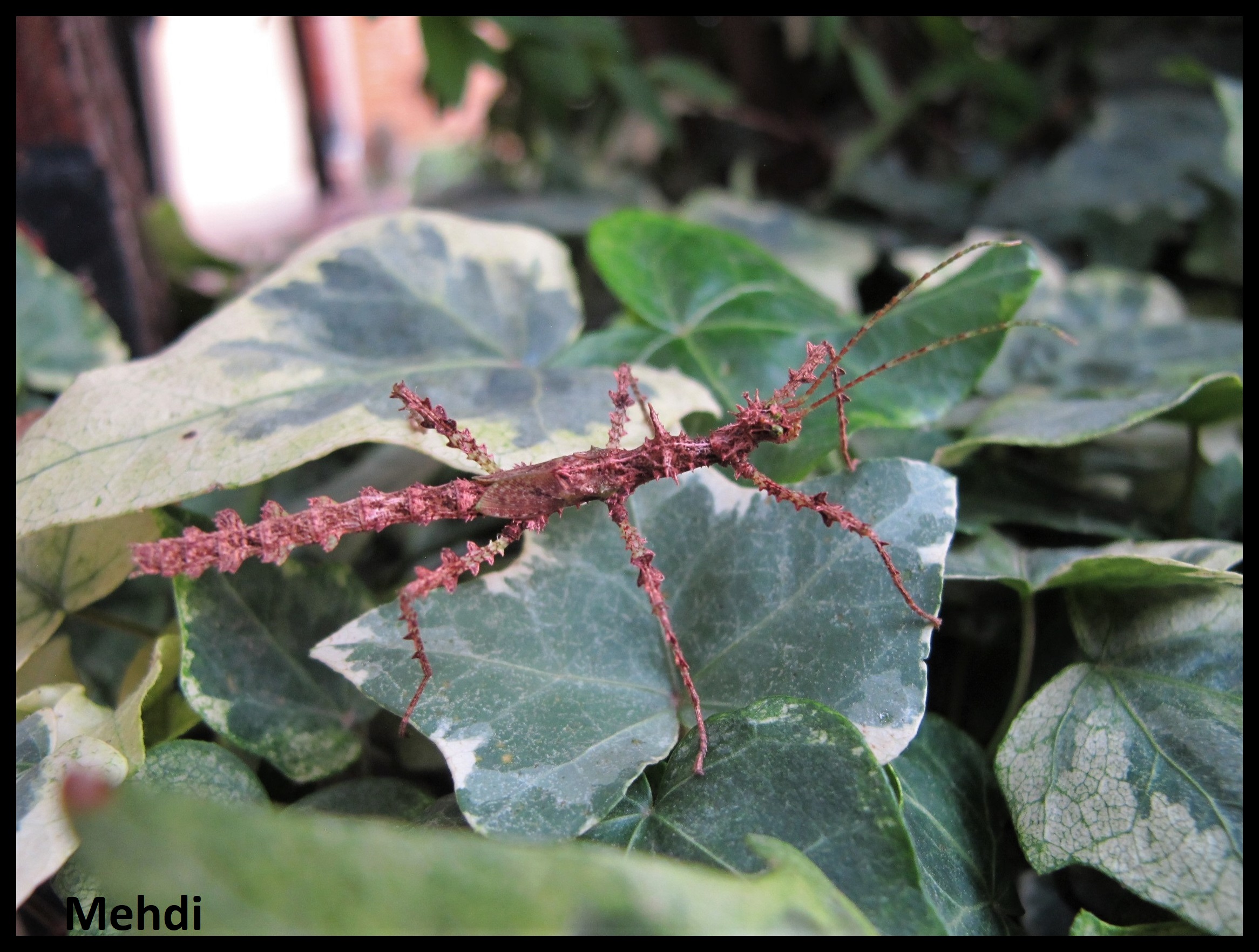 Taraxippus samarae « Siquirres » (Costa Rica) – Phasmes & Cie