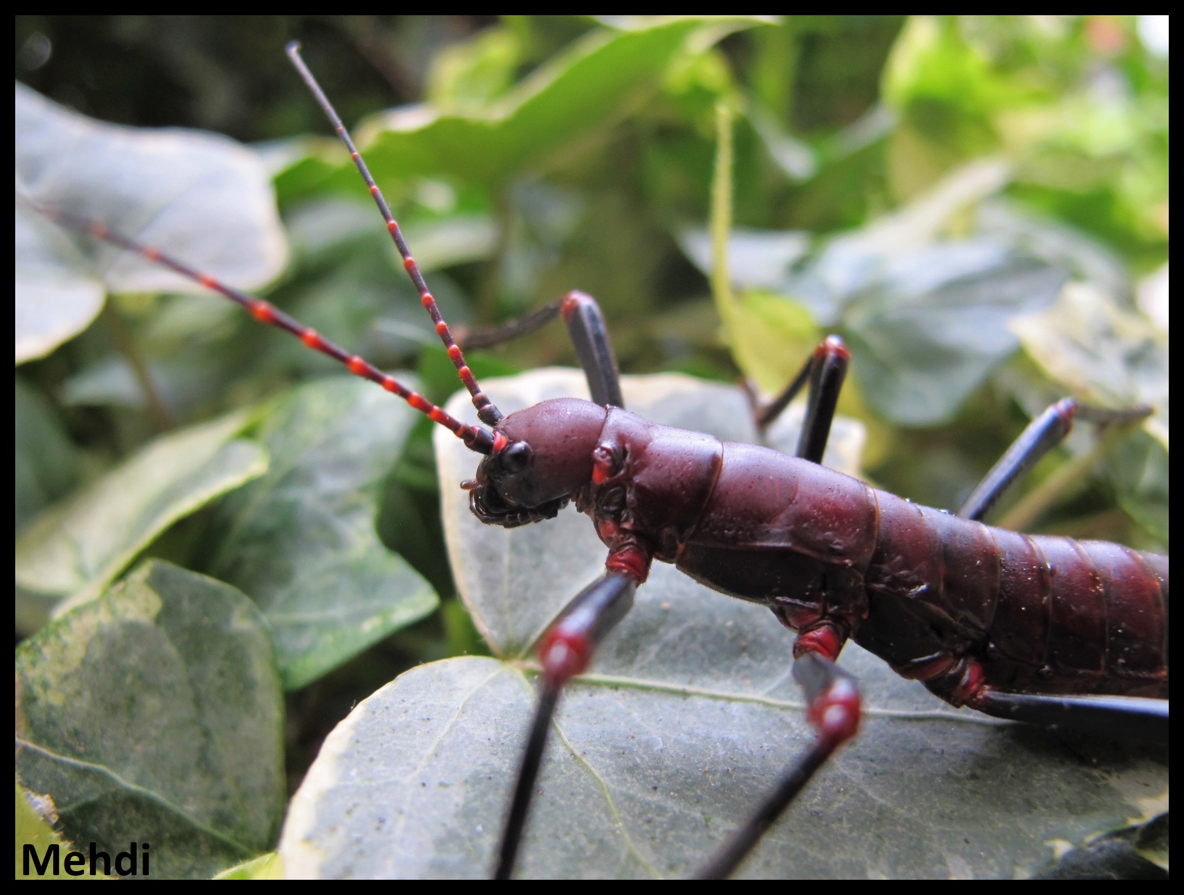 Autolyca herculeana « Tegucigalpa » (Honduras) – Phasmes & Cie