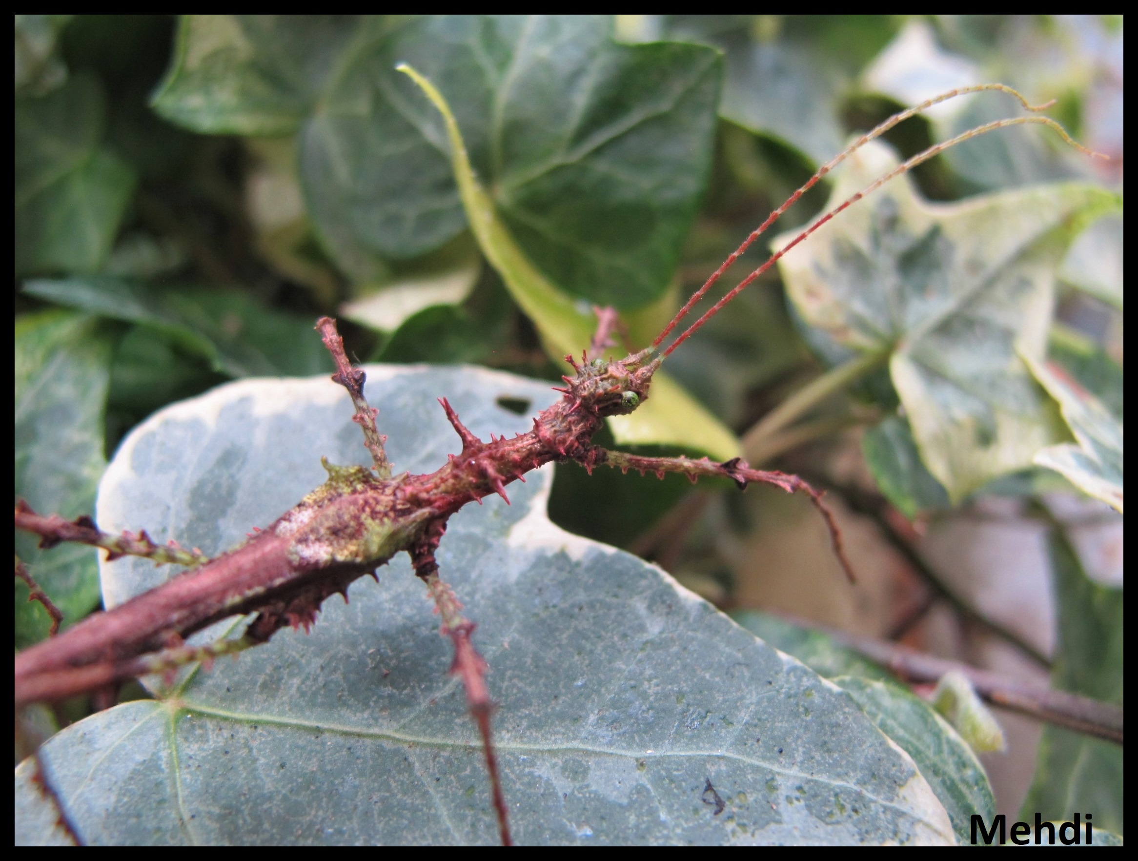 Taraxippus samarae « Siquirres » (Costa Rica) – Phasmes & Cie