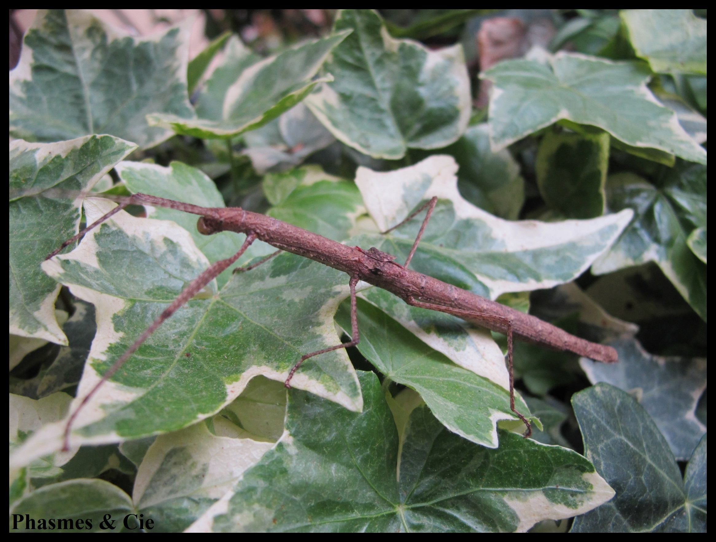 Mai 2022 – Phasmes & Cie