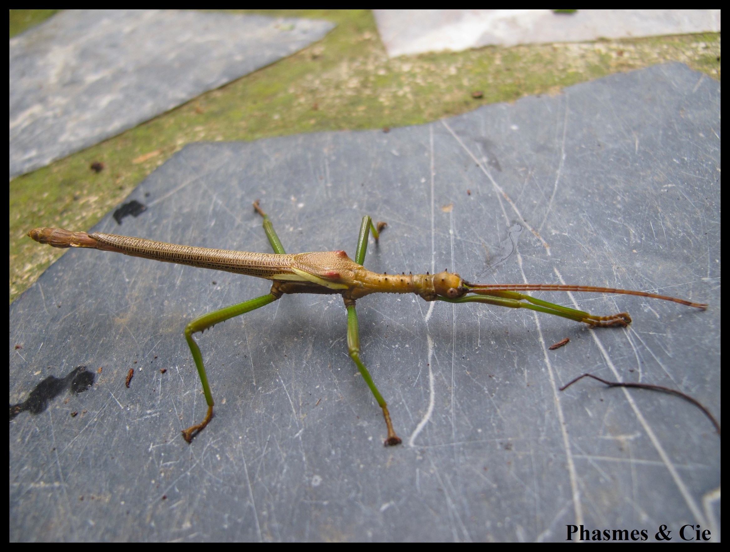 Diapherodes martinicensis « Mont Vauclin » (Martinique) P.S.G. N° 333 – Phasmes & Cie