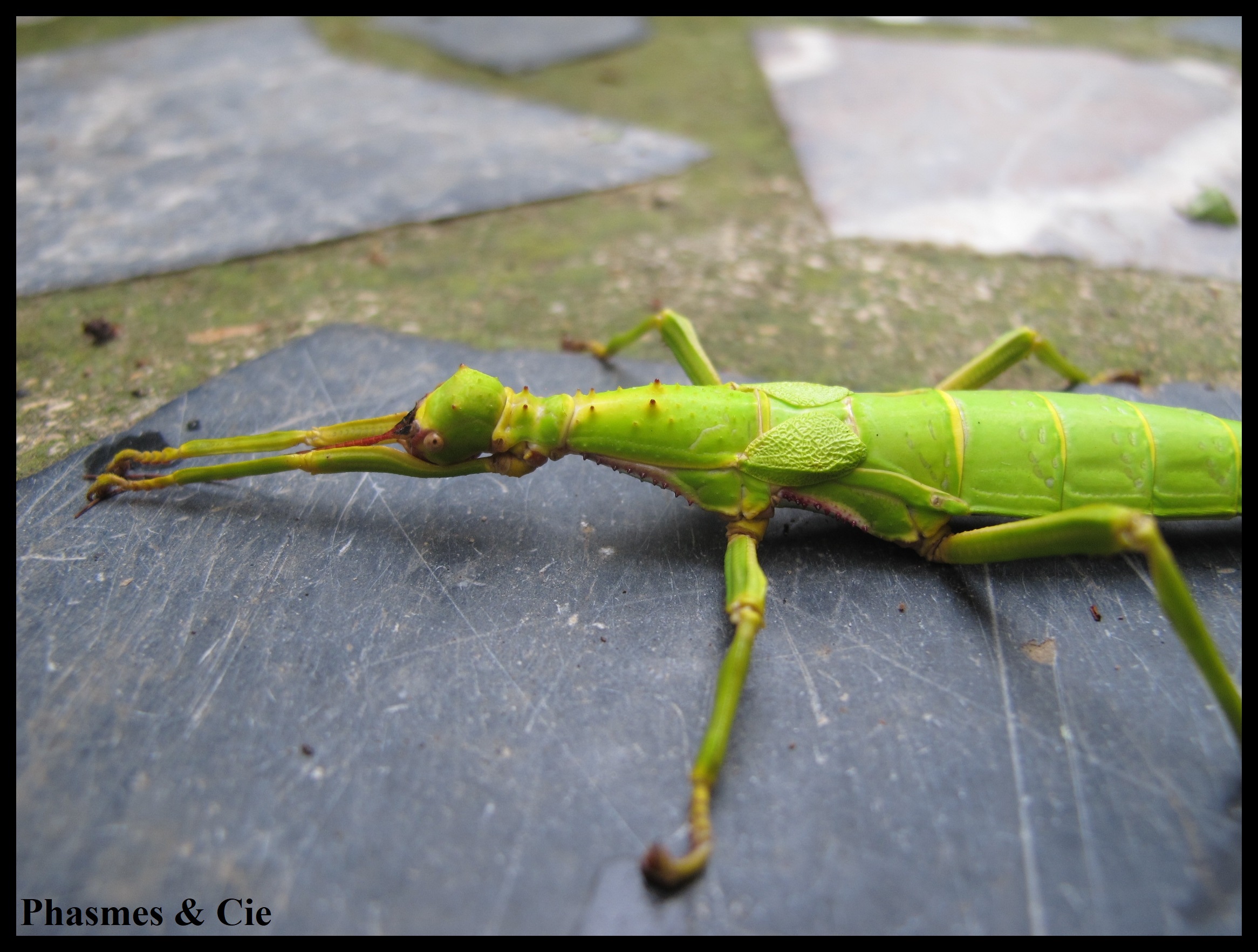 avril 2023 – Phasmes & Cie